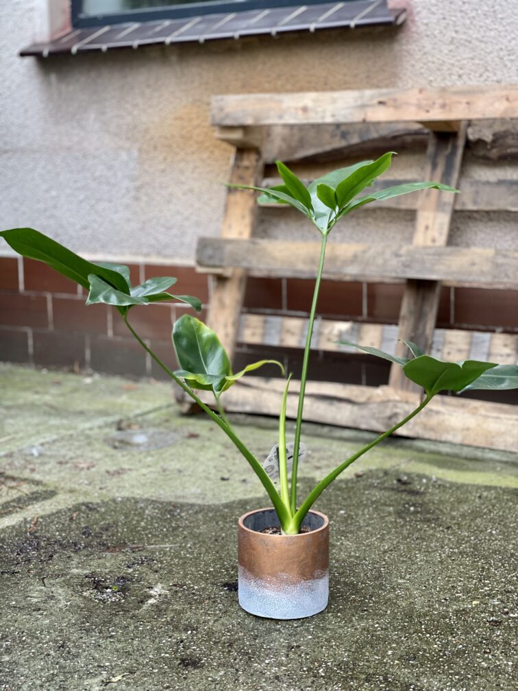 Philodendron Fun Bun - Jungle Boogie