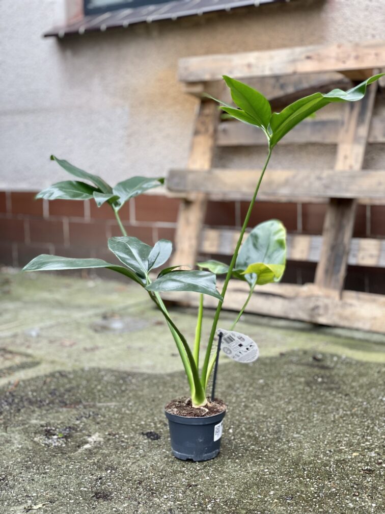 Philodendron Fun Bun - Jungle Boogie