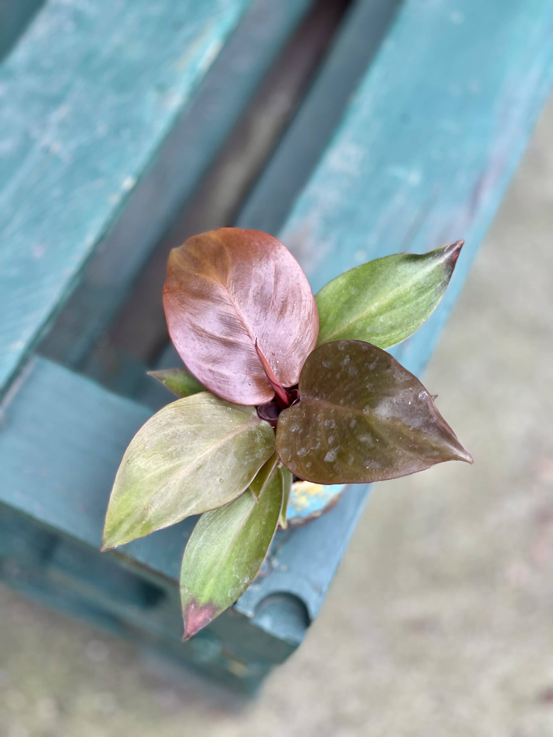 Philodendron Red Sun - Jungle Boogie