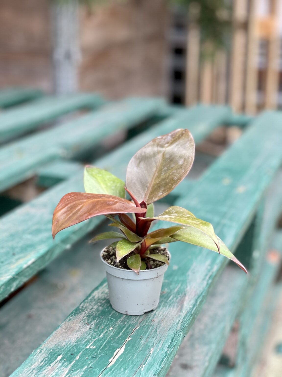 Philodendron Red Sun - Jungle Boogie
