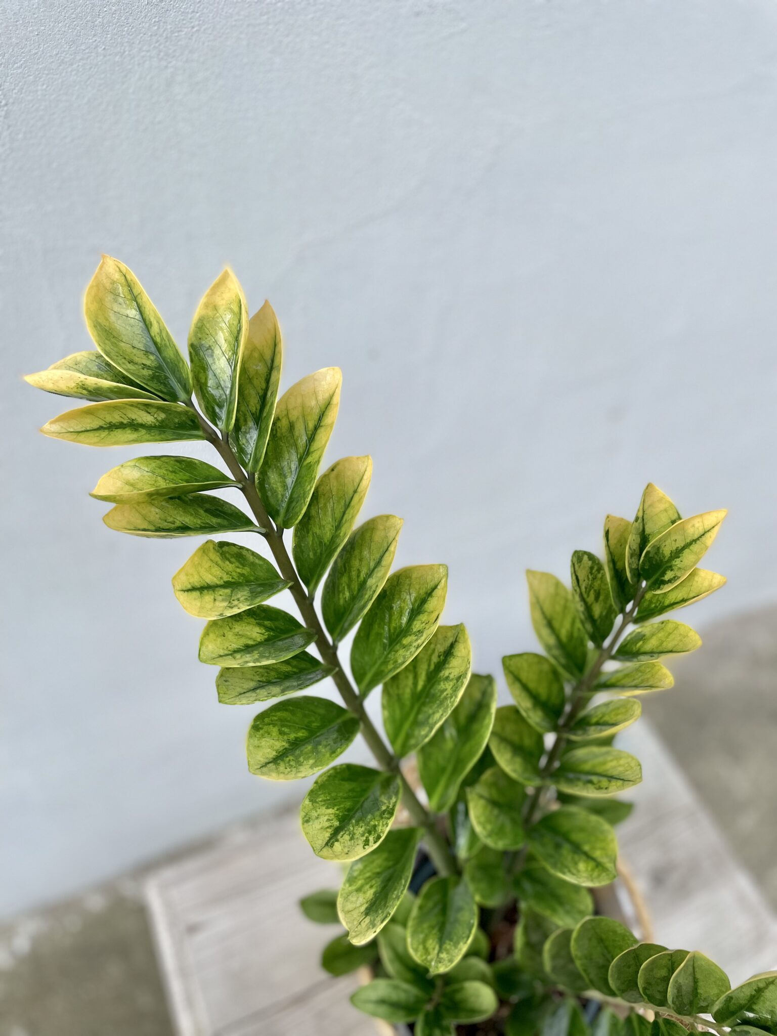 Zamioculcas zamiifolia variegata - Jungle Boogie
