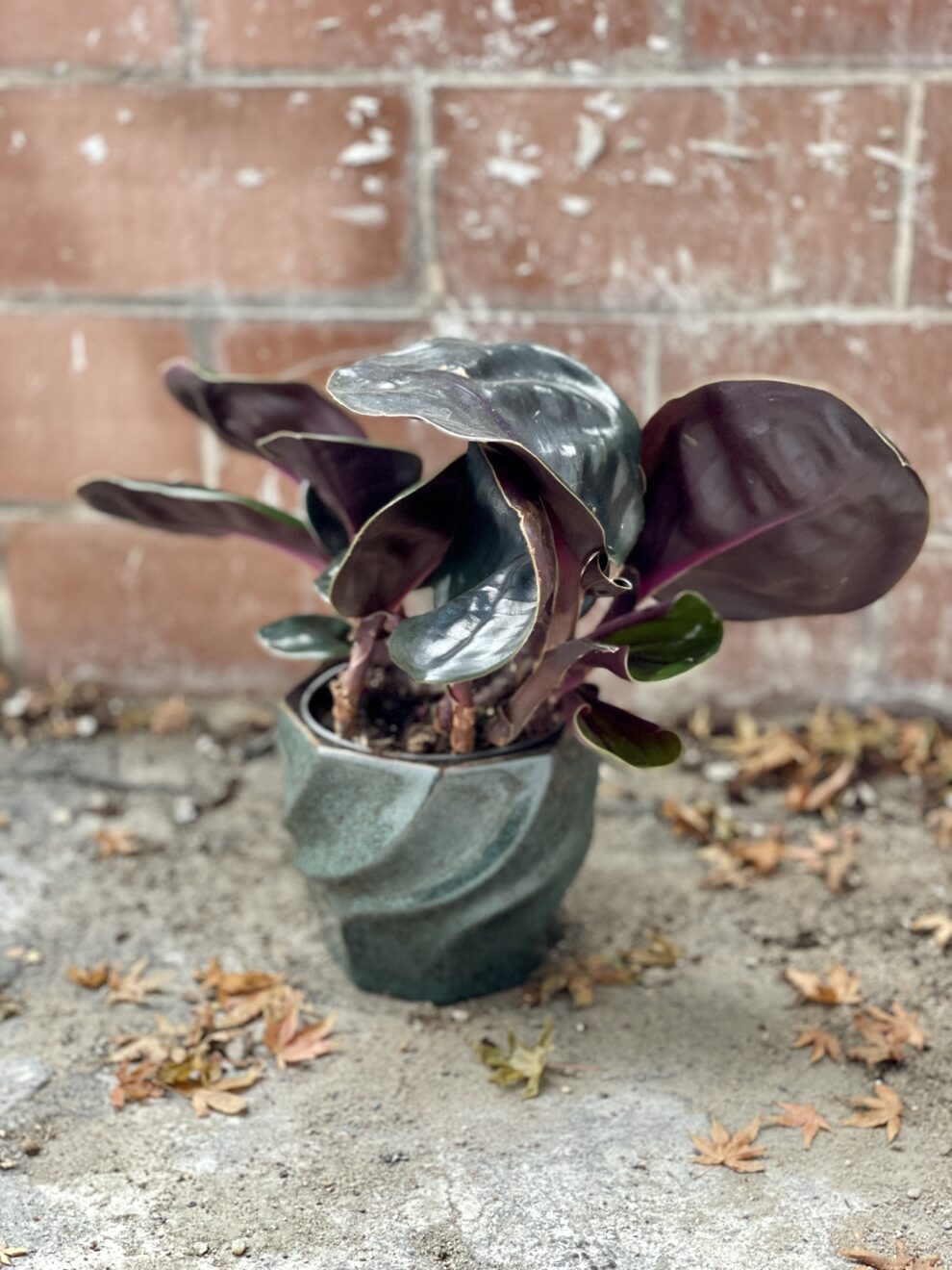 Geogenanthus ciliatus Midnight Pearl - Jungle Boogie