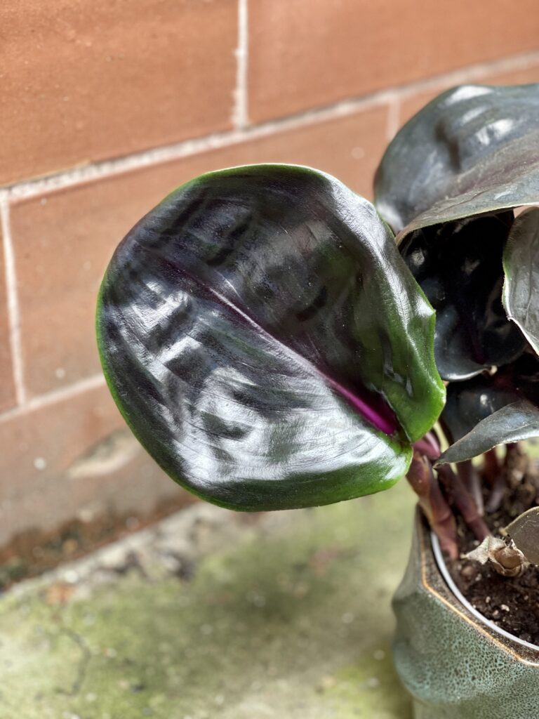 Geogenanthus ciliatus Midnight Pearl - Jungle Boogie