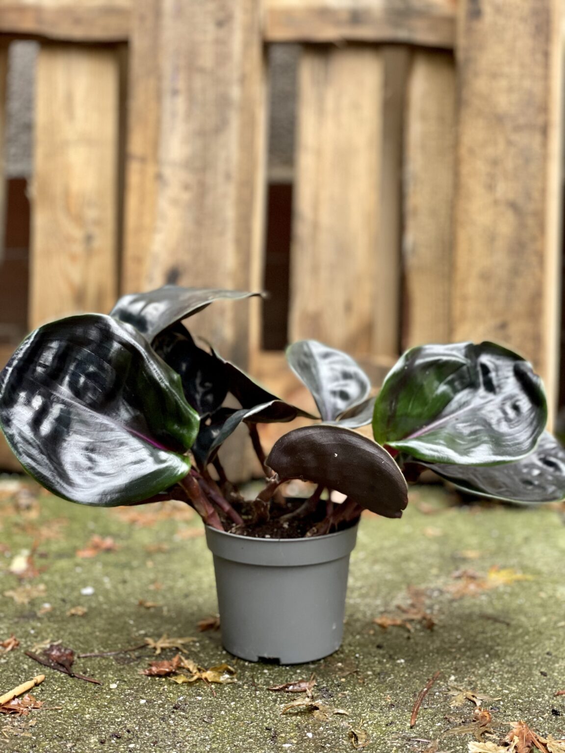 Geogenanthus ciliatus Midnight Pearl - Jungle Boogie