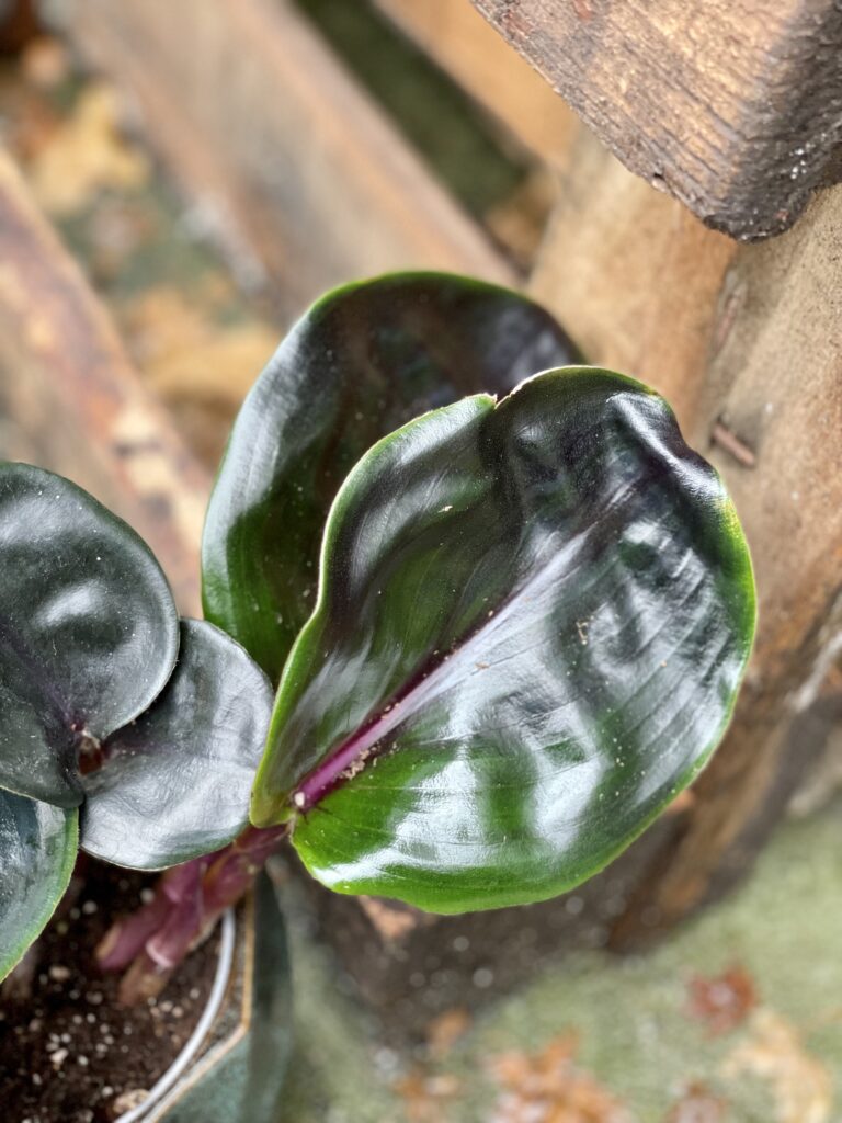 Geogenanthus ciliatus Midnight Pearl - Jungle Boogie