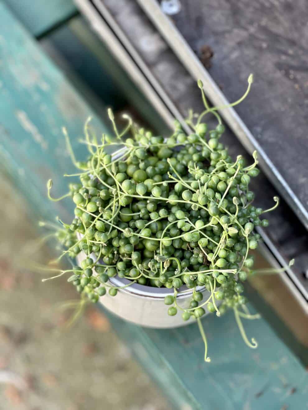 Senecio rowleyanus (Starzec Rowleya) - Jungle Boogie