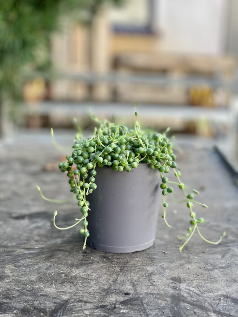 Senecio rowleyanus (Starzec Rowleya) - Jungle Boogie