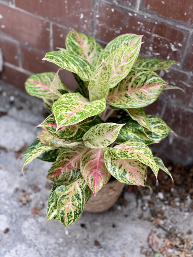 Aglaonema Cocomelon - Jungle Boogie