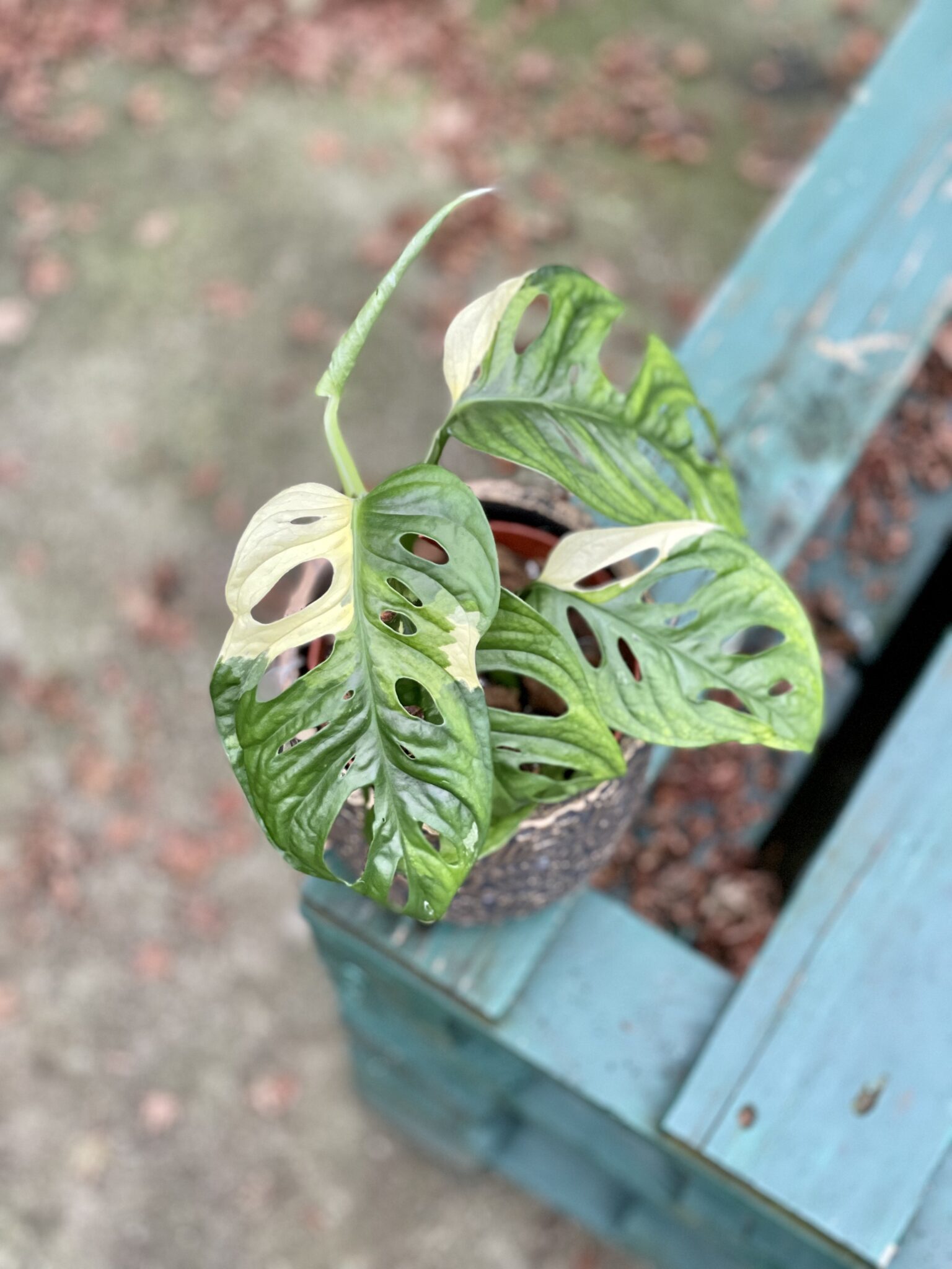 Monstera Monkey Mask variegata (adansonii variegata) 3 - Jungle Boogie