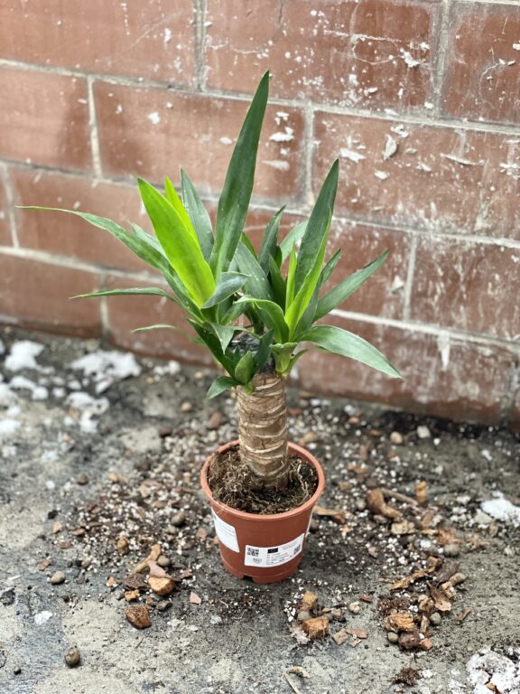 Yucca (Juka) - Jungle Boogie