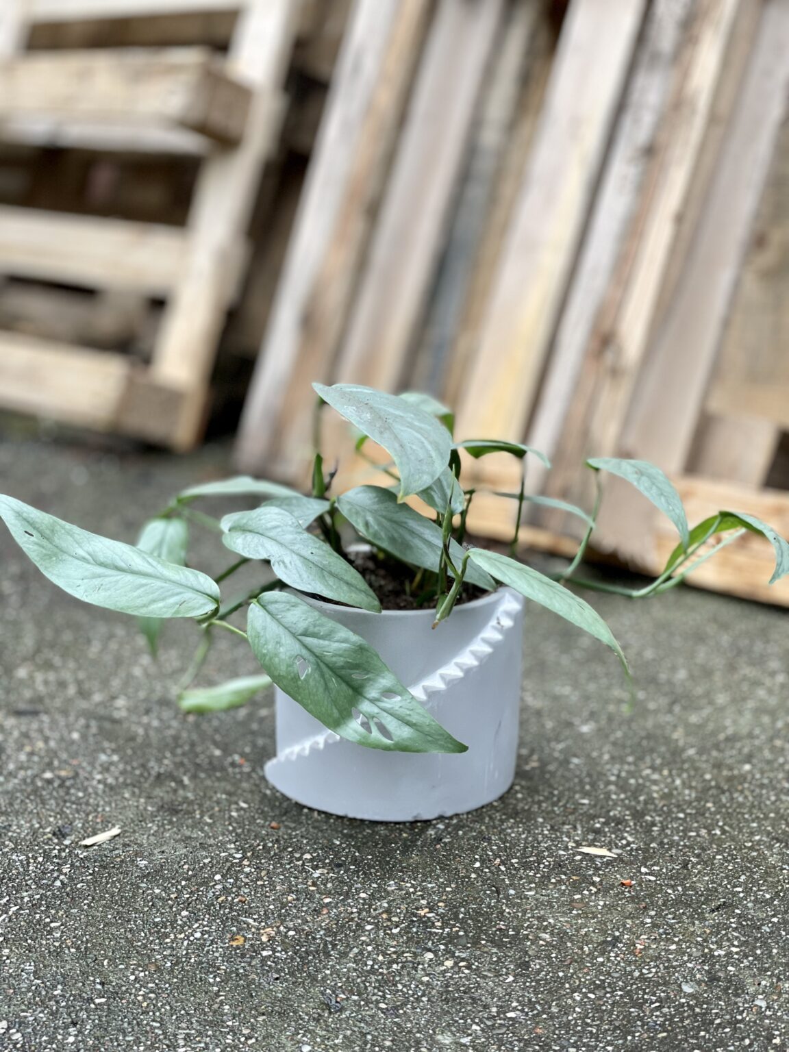 Epipremnum pinnatum Cebu Blue - Jungle Boogie