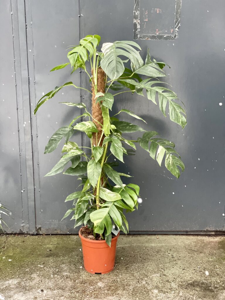 Epipremnum pinnatum albo variegata 2 - Jungle Boogie