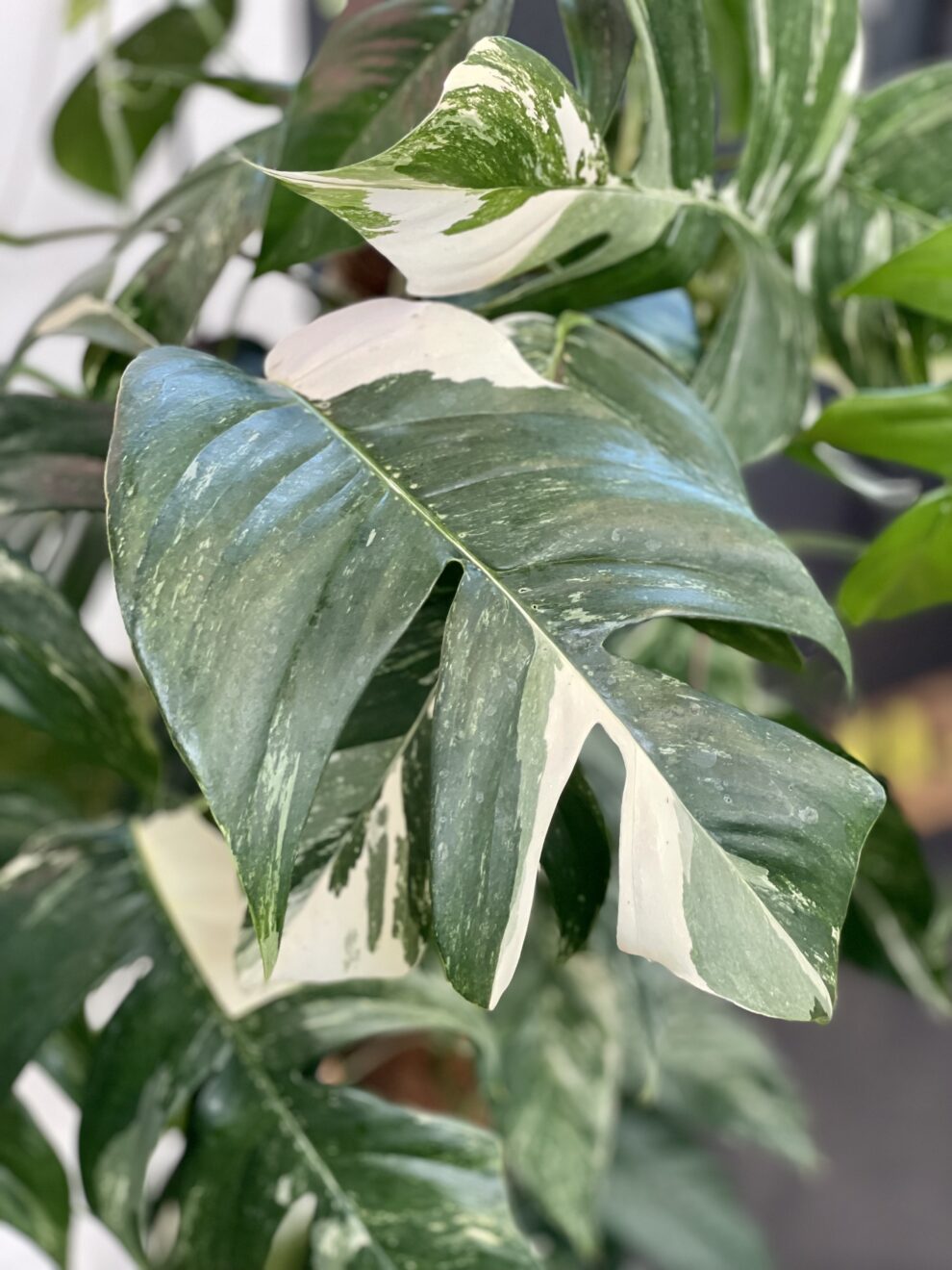 Epipremnum pinnatum albo variegata - Jungle Boogie