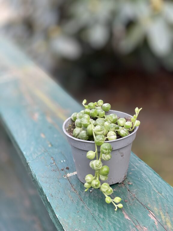 Senecio rowleyanus variegata (Starzec Rowleya) - Jungle Boogie
