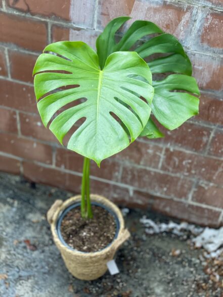 Monstera deliciosa (Monstera dziurawa) Big Form - Jungle Boogie