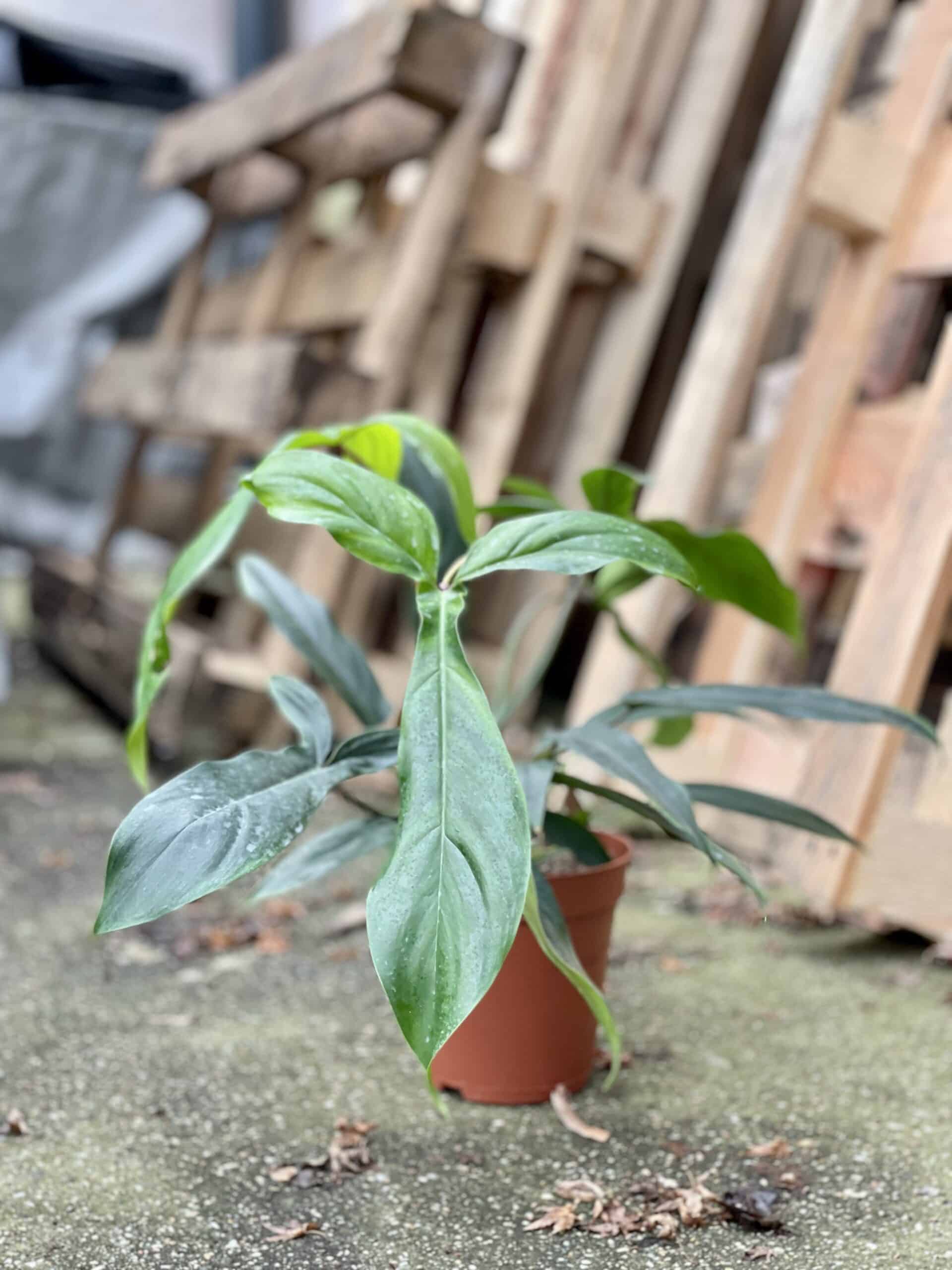 Philodendron 69686 Bette Waterbury - Jungle Boogie