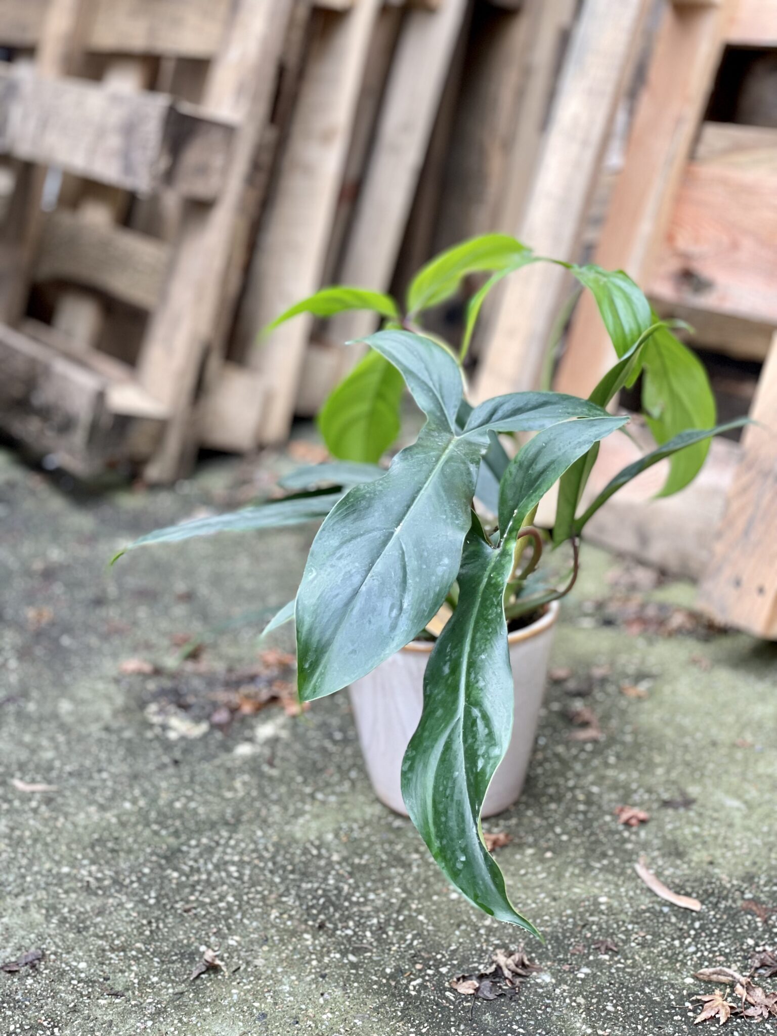 Philodendron 69686 Bette Waterbury - Jungle Boogie