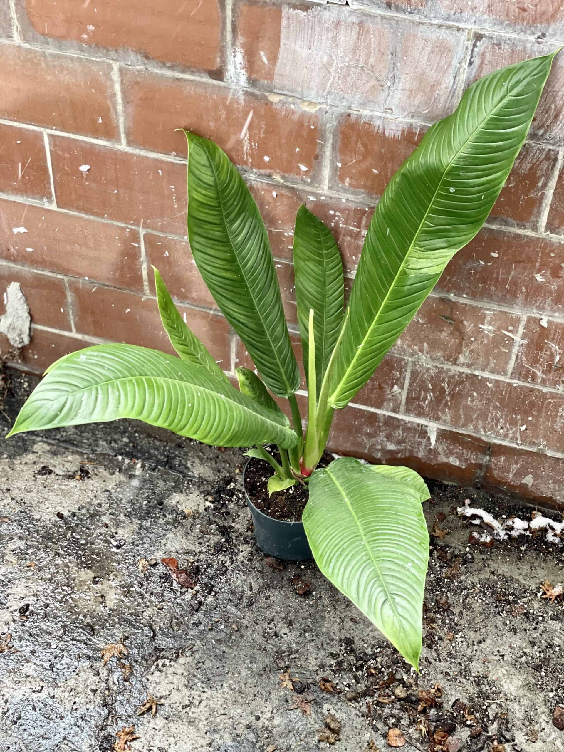 Philodendron campii Lynette - Jungle Boogie