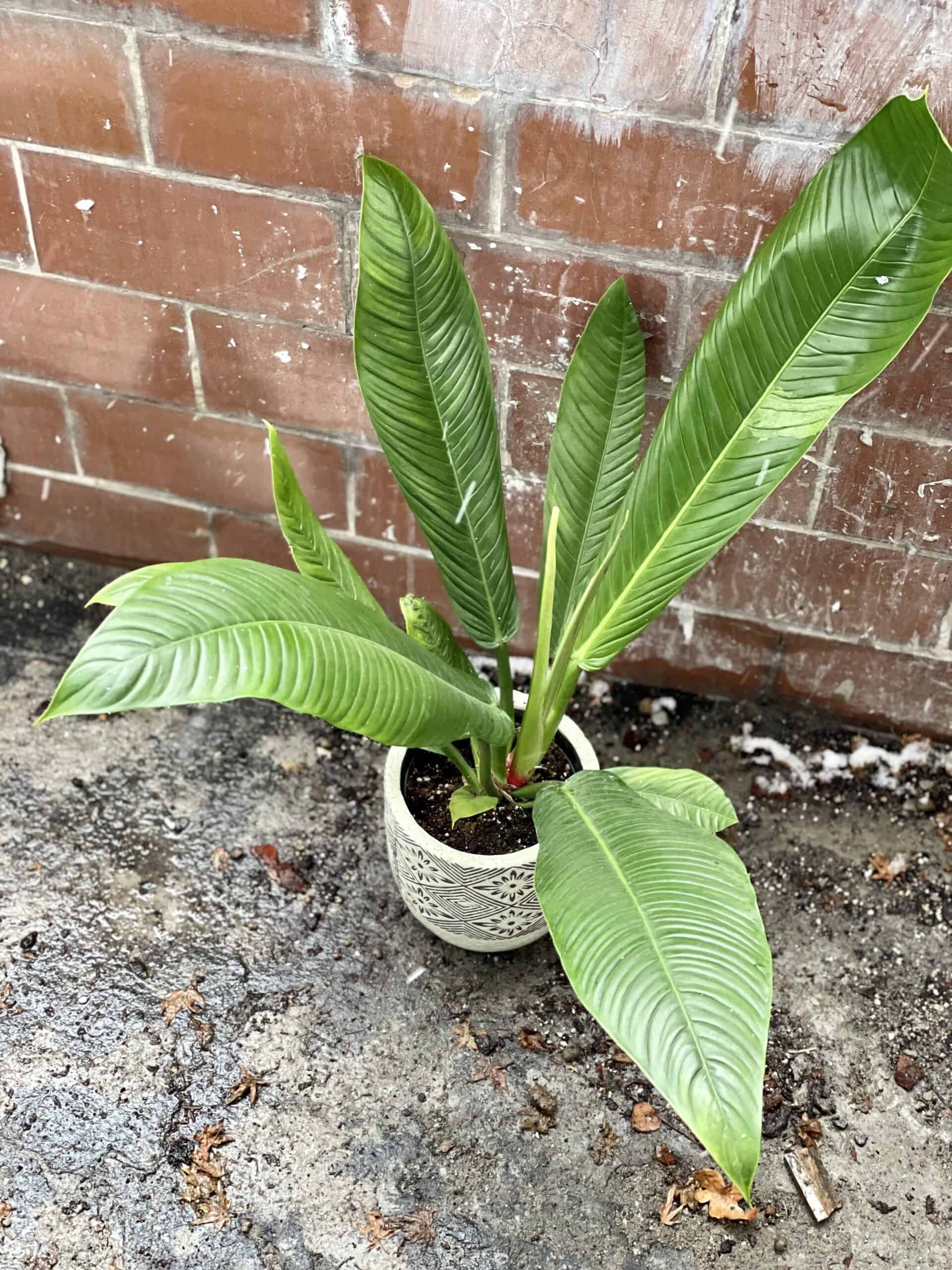 Philodendron campii Lynette - Jungle Boogie