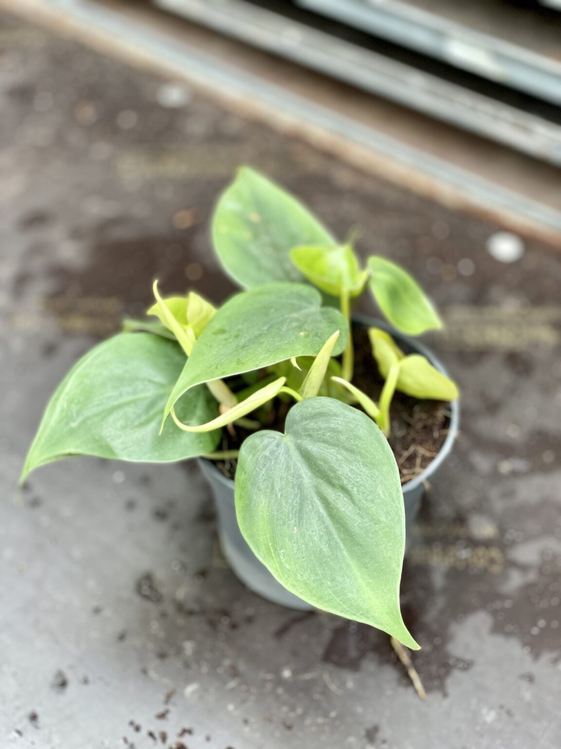 Philodendron scandens (Filodendron pnący) - Jungle Boogie