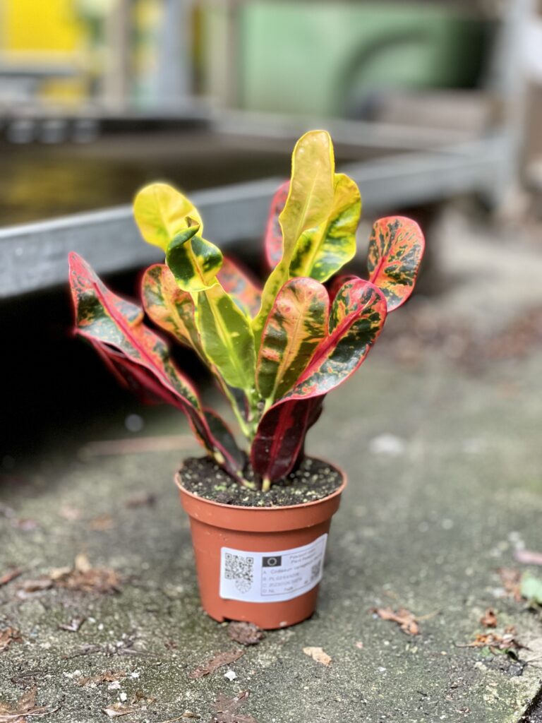 Codiaeum variegatum Mammi (Kroton) - Jungle Boogie