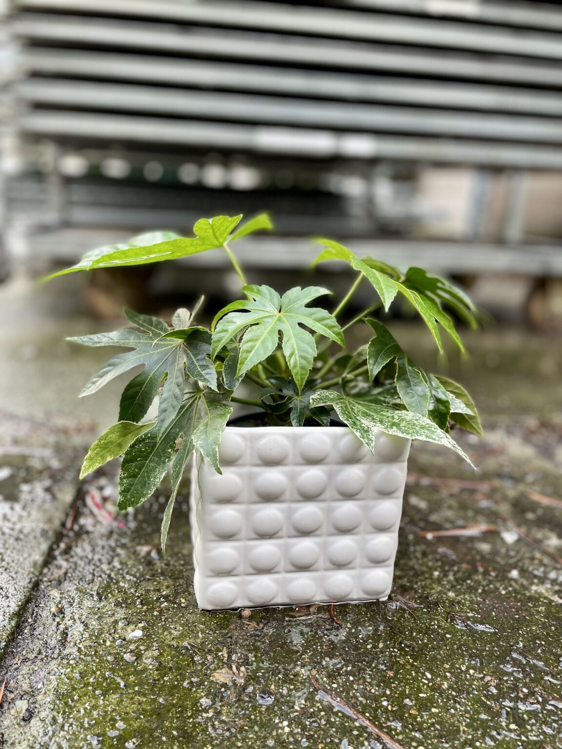 Fatsia japonica Variegata (Fatsja japońska) - Jungle Boogie