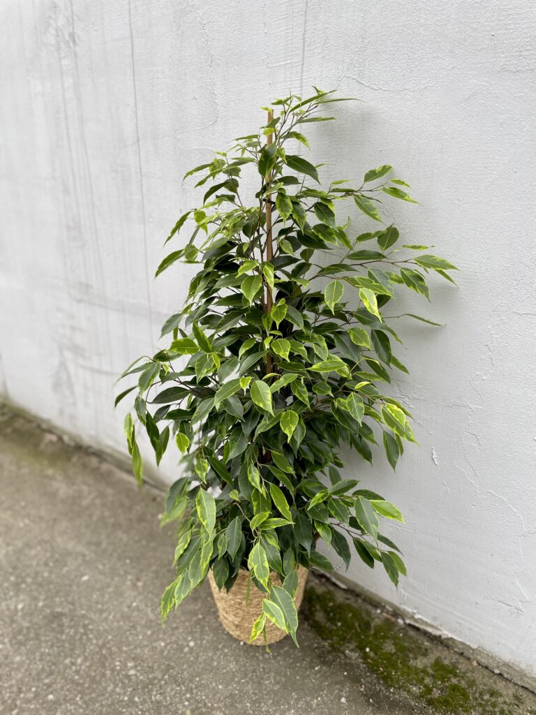 Ficus Benjamina Anastasia Jungle Boogie