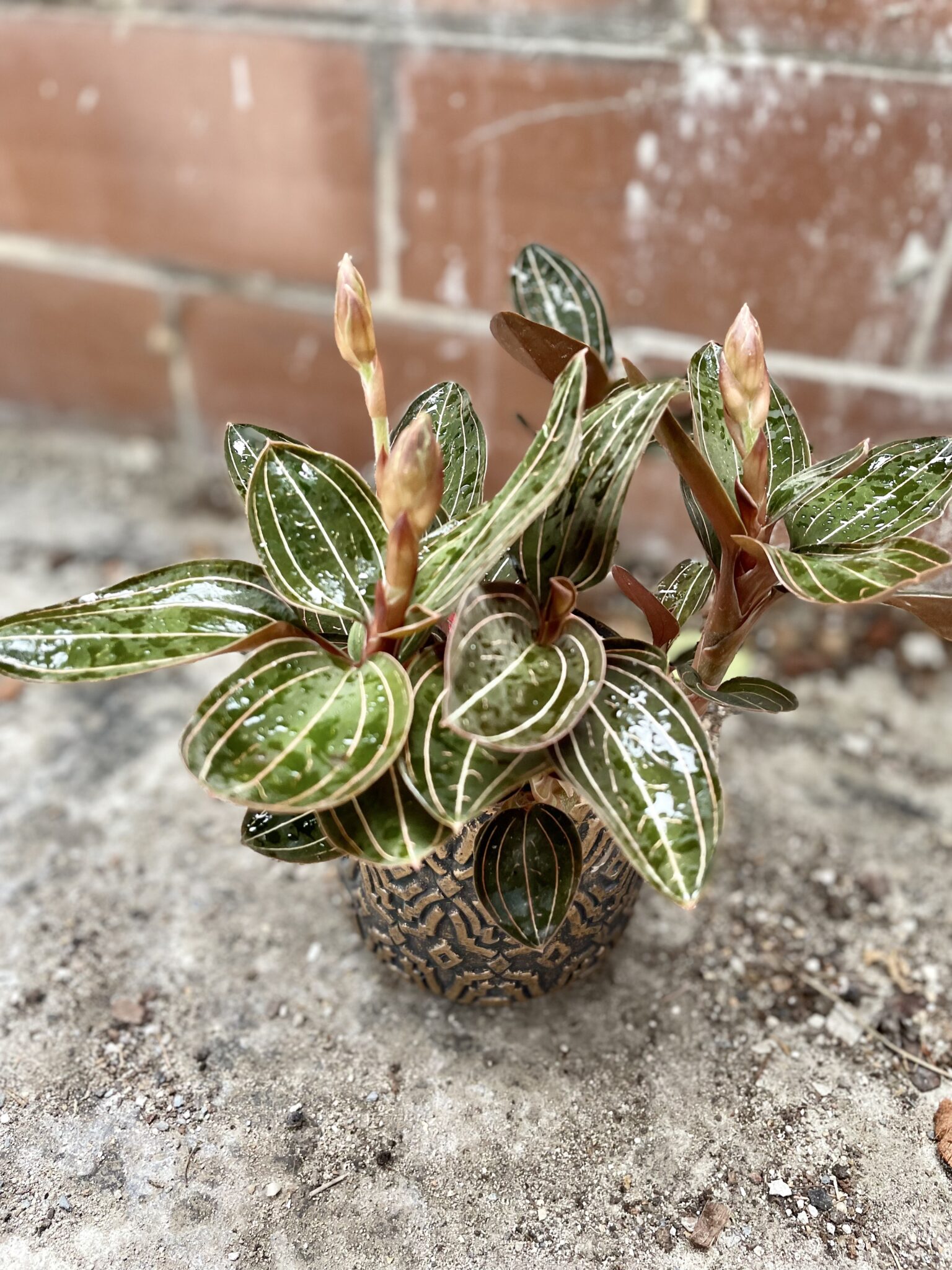 Ludisia discolor - Jungle Boogie