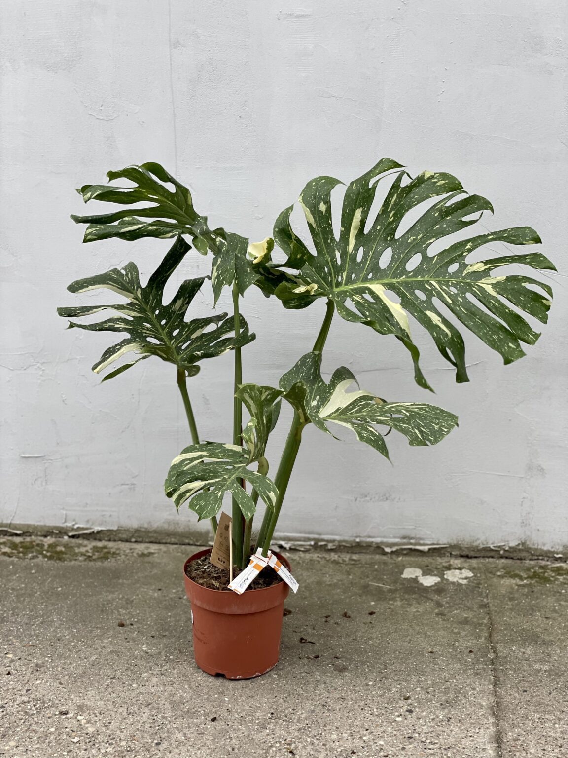 Monstera Thai Constellation N.2 - Jungle Boogie
