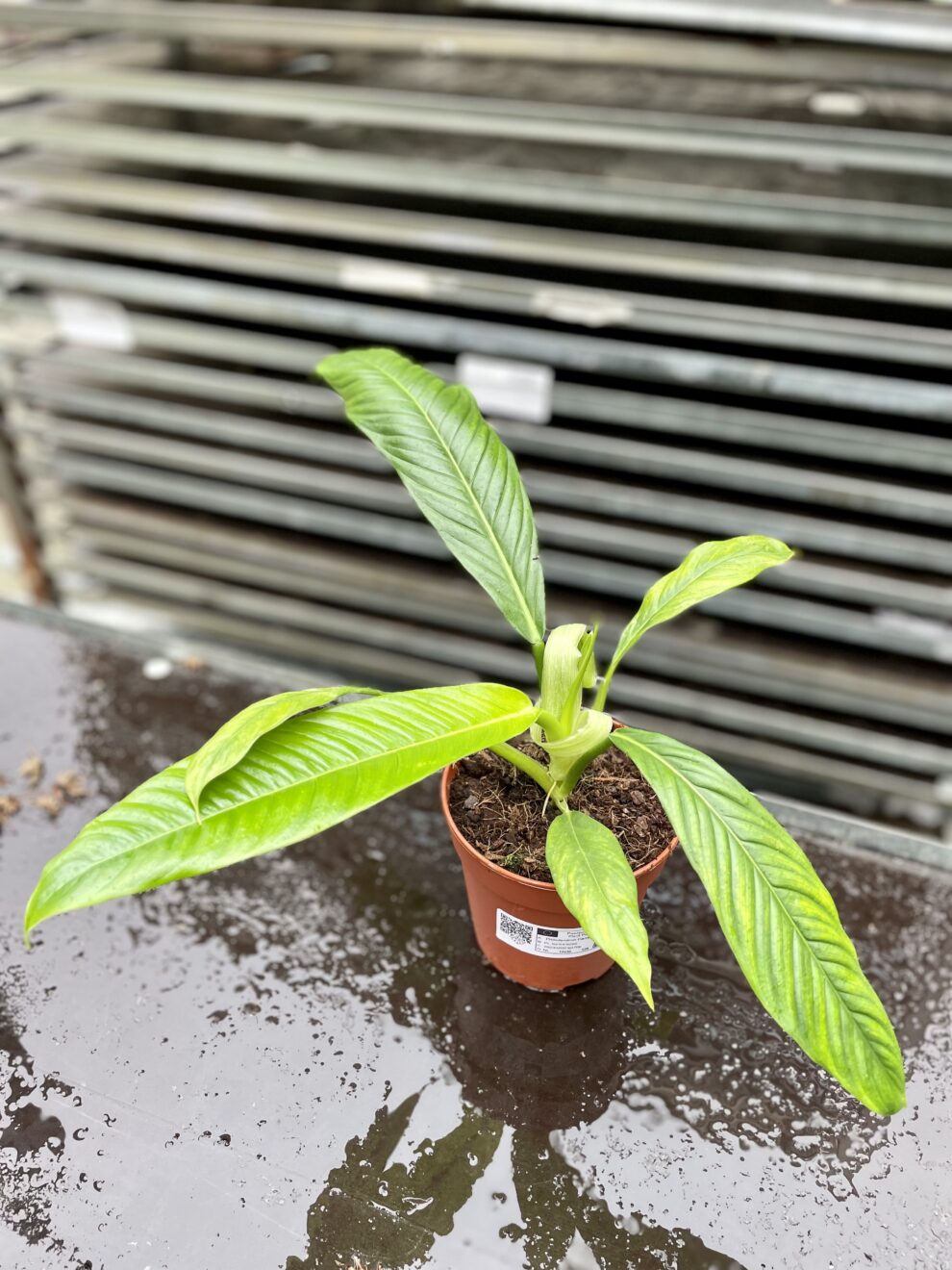 Philodendron campii Lynette - Jungle Boogie