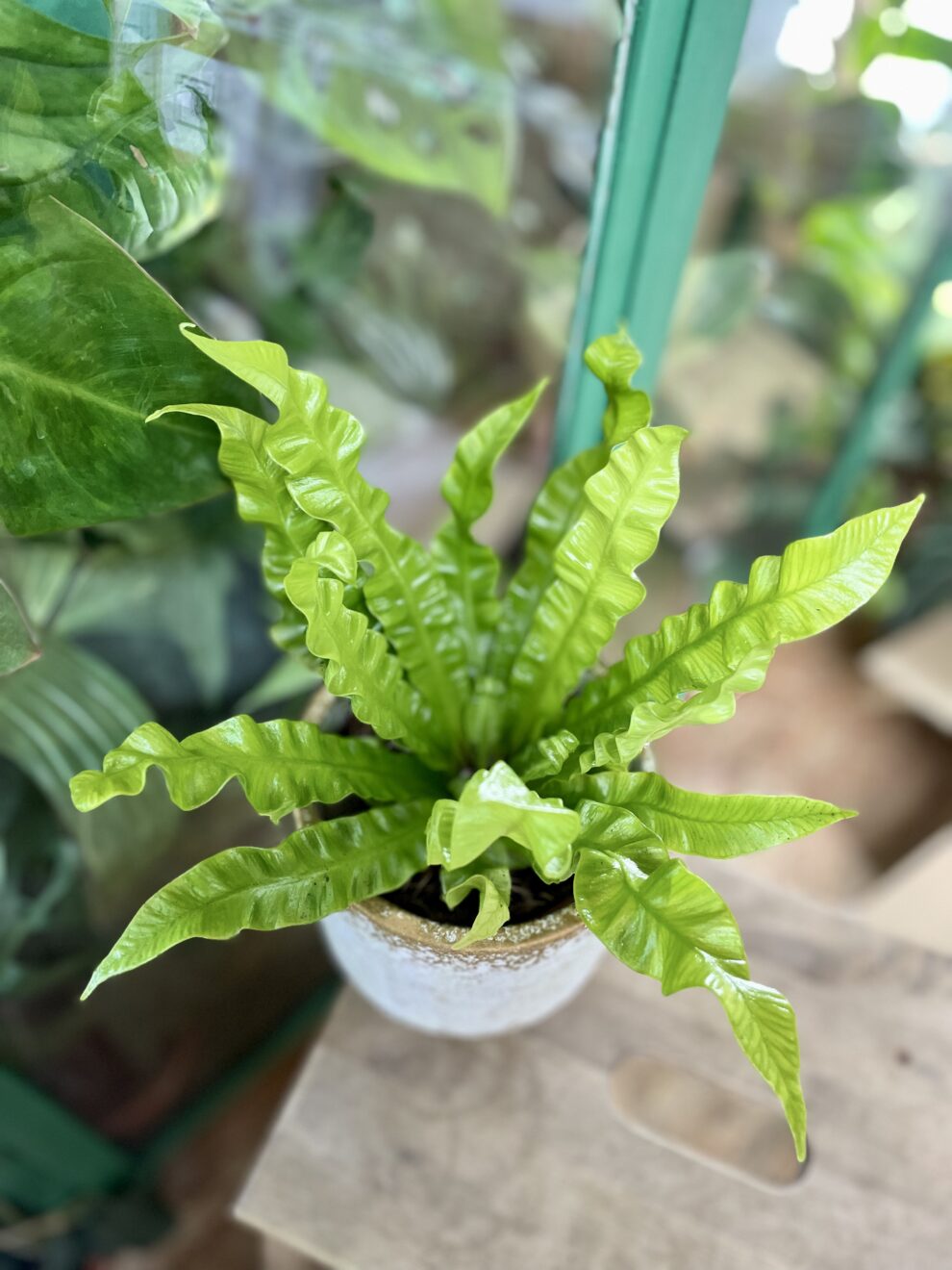 Asplenium Crispy Wave - Jungle Boogie
