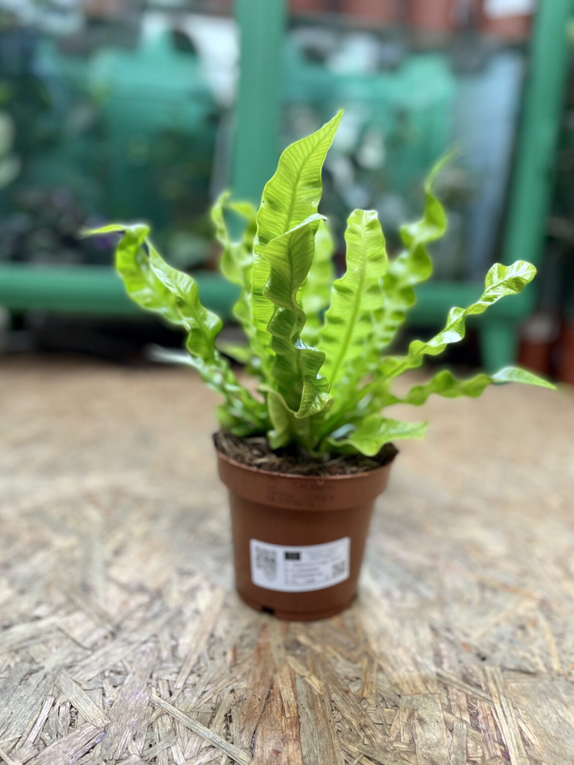 Asplenium Crispy Wave - Jungle Boogie