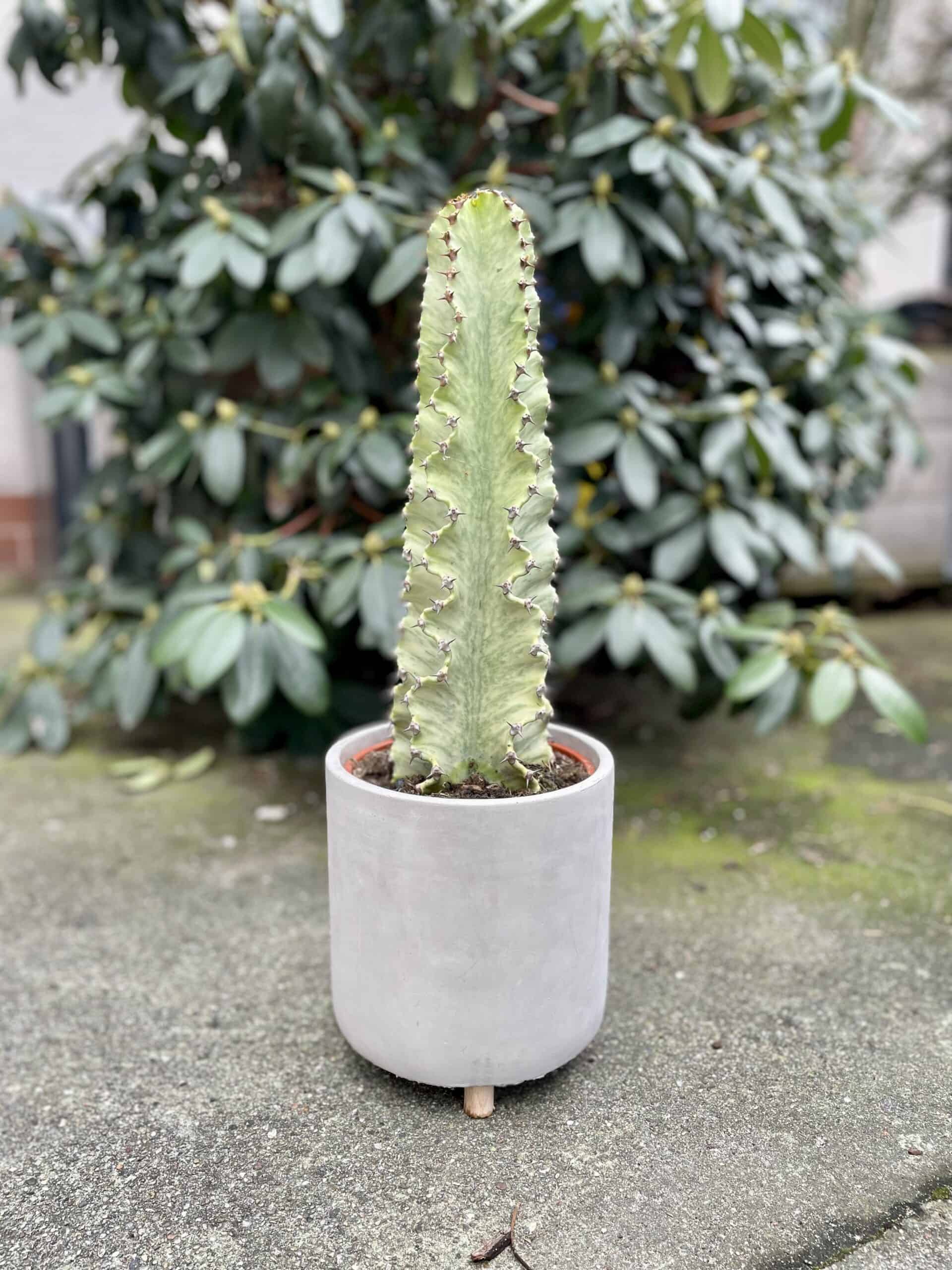 Euphorbia marmorata - Jungle Boogie