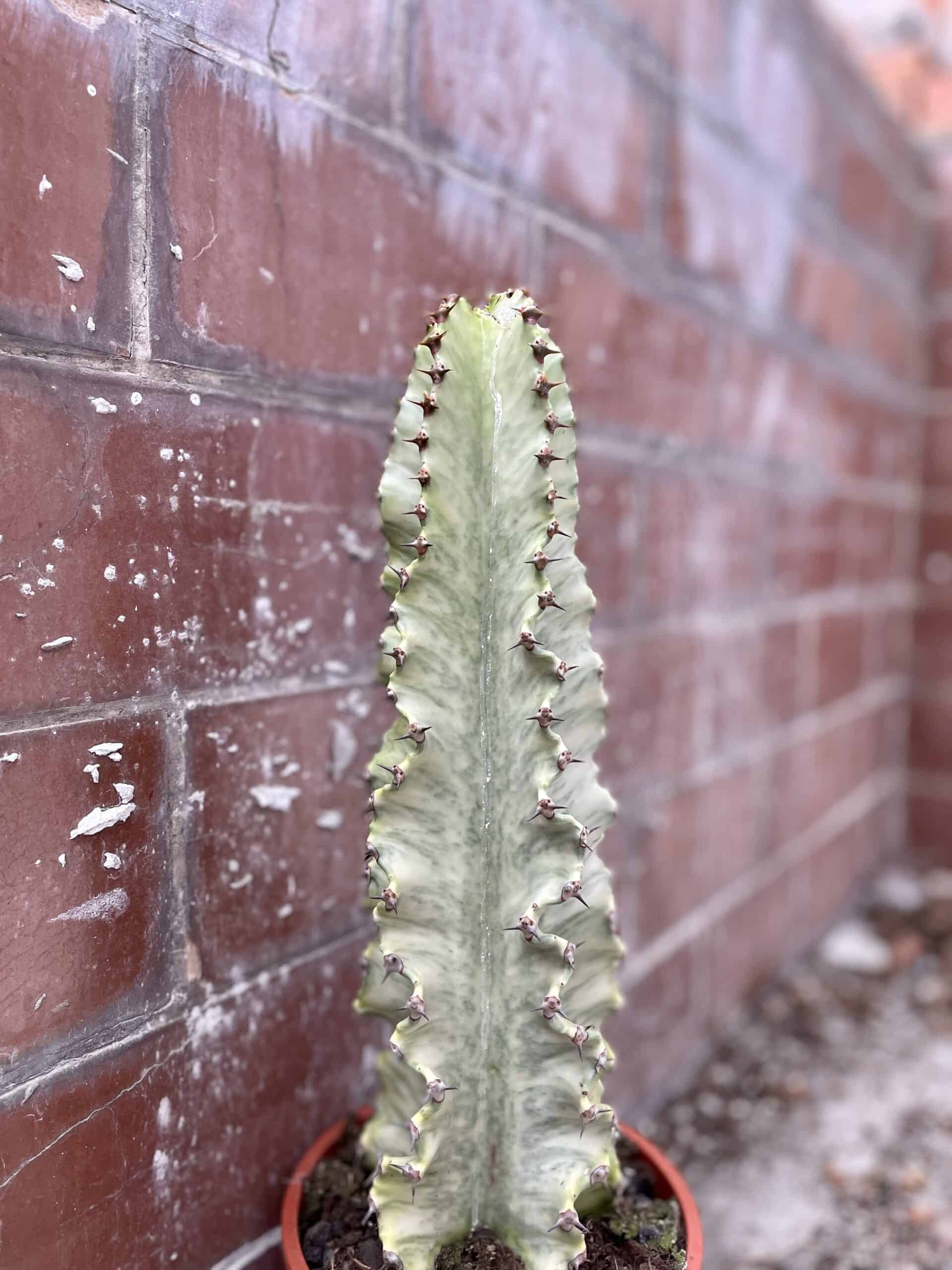 Euphorbia marmorata - Jungle Boogie