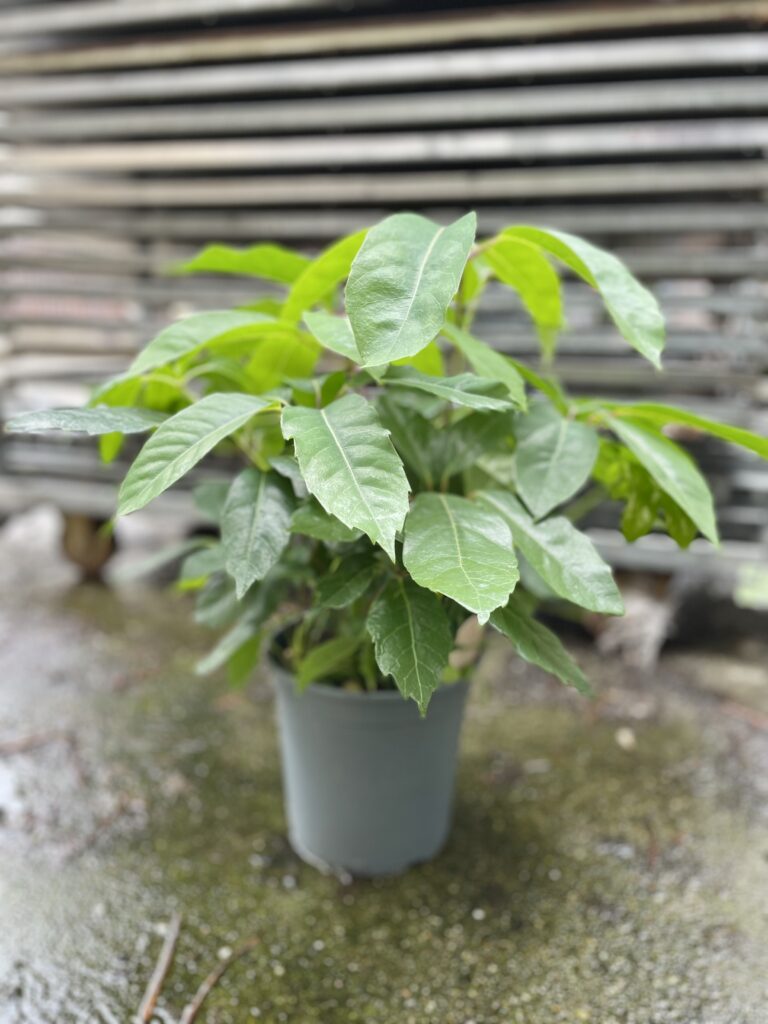 Schefflera Amate - Jungle Boogie