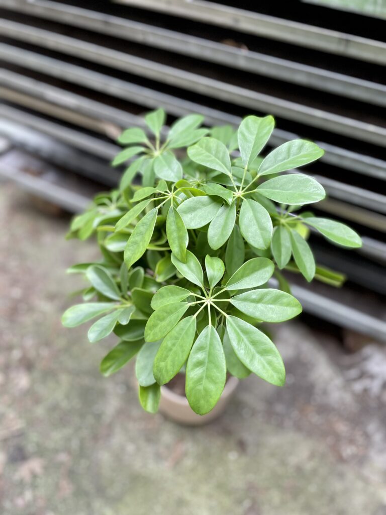 Schefflera arboricola Nora (Szeflera drzewkowata) - Jungle Boogie