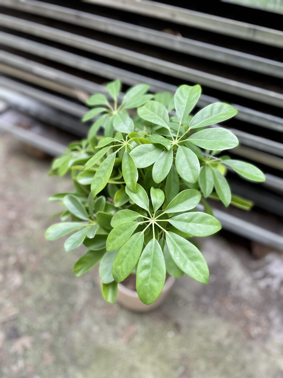 Schefflera arboricola Nora (Szeflera drzewkowata) - Jungle Boogie