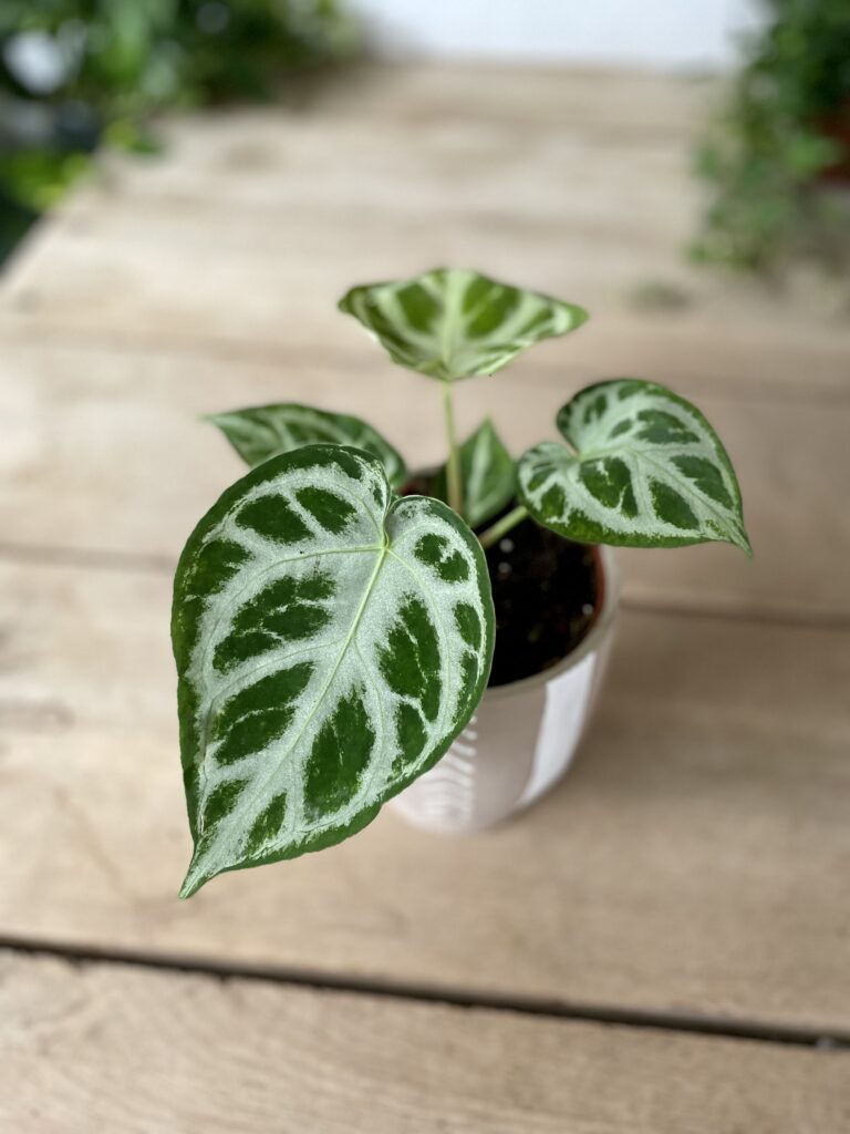 Anthurium Silver Blush - Jungle Boogie