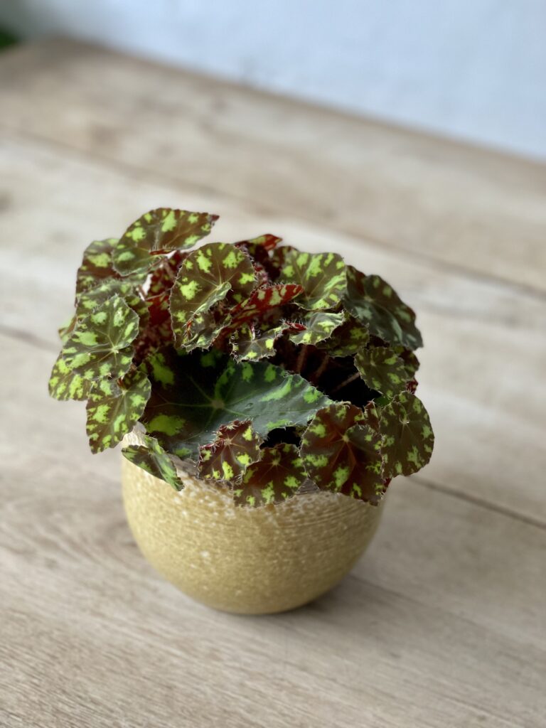 Begonia rex Tiger Paws (Begonia królewska) - Jungle Boogie