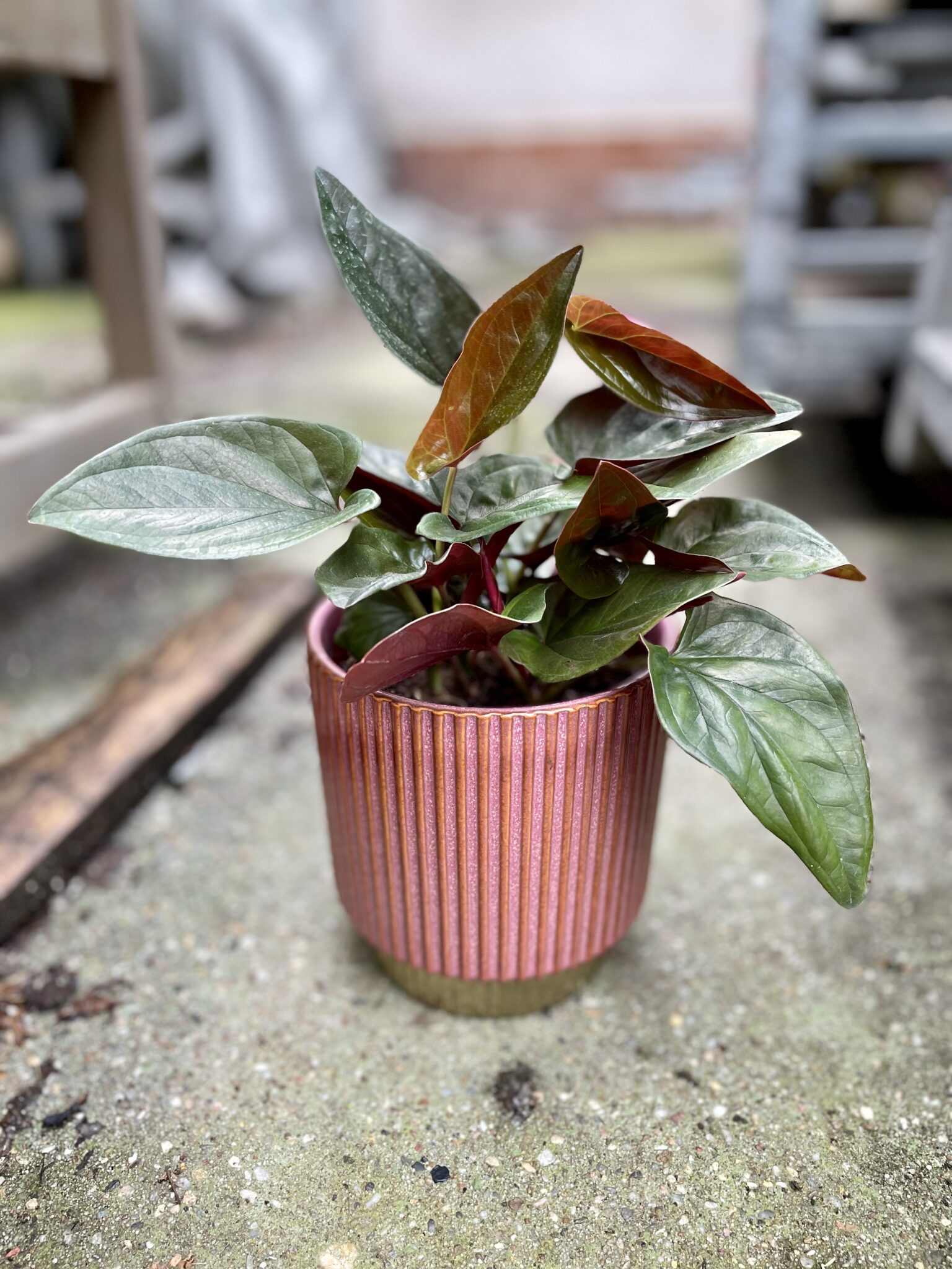 Syngonium erythrophyllum Red Arrow (Zroślicha) - Jungle Boogie