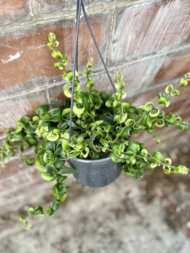 Aeschynanthus Rasta (Eszynantus) - Jungle Boogie