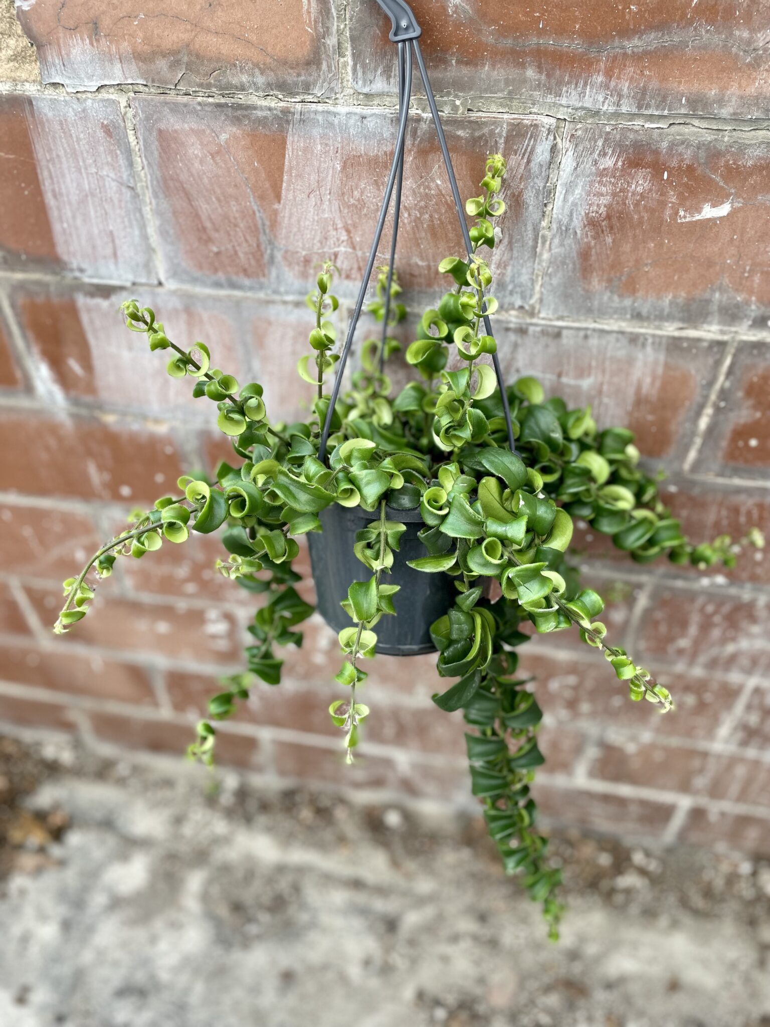 Aeschynanthus Rasta (Eszynantus) - Jungle Boogie