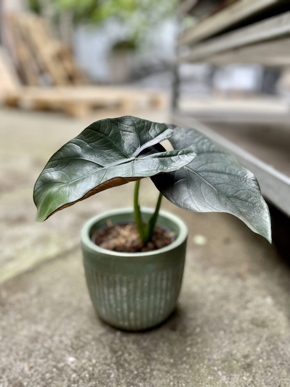Alocasia Bisma - Jungle Boogie