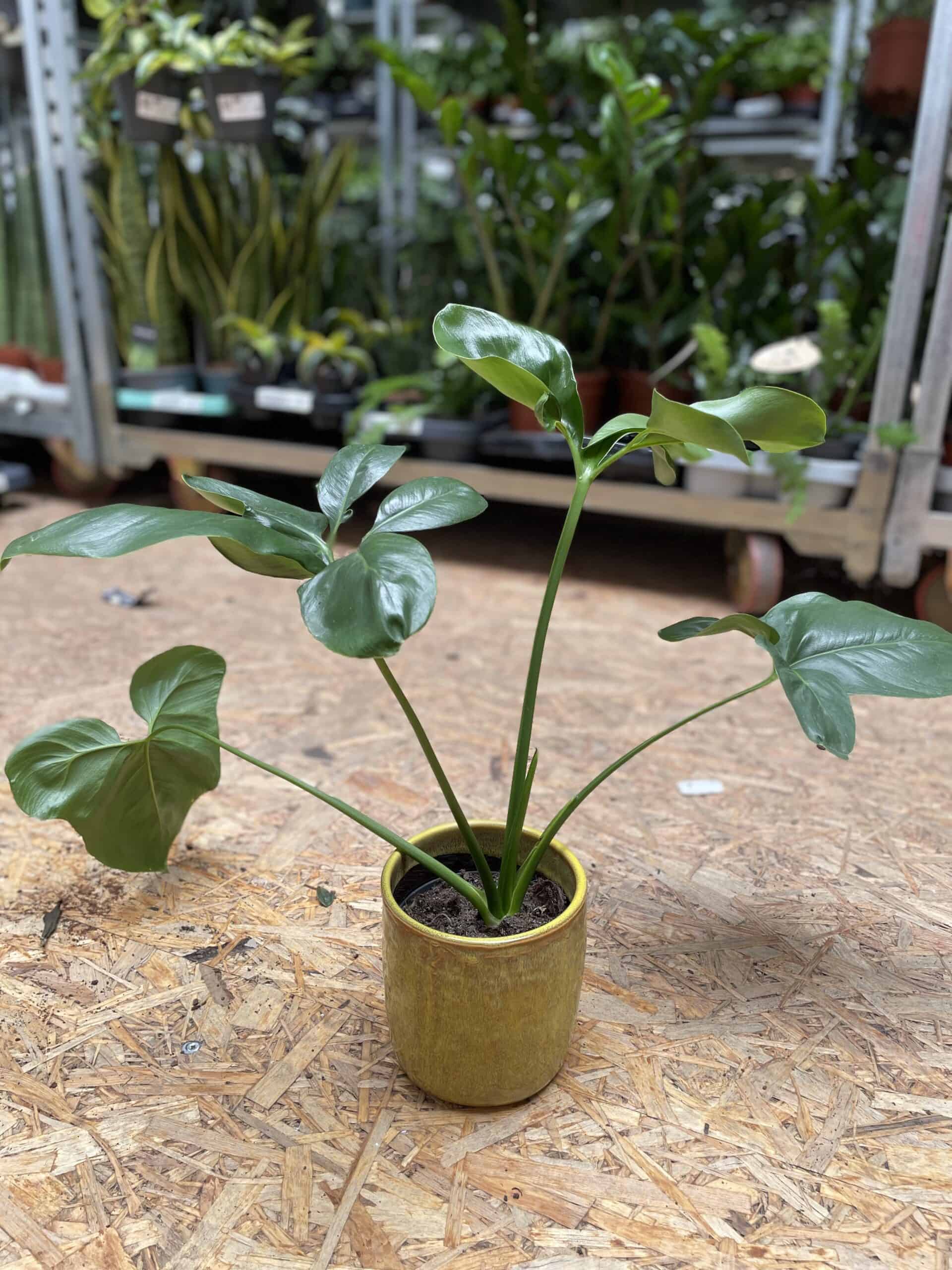 Philodendron Fun Bun (Thaumatophyllum spruceanum) - Jungle Boogie