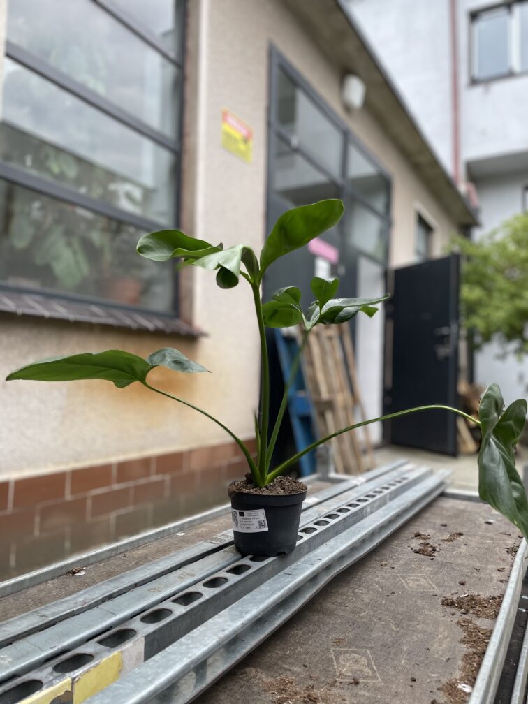 Philodendron Fun Bun (Thaumatophyllum spruceanum) - Jungle Boogie