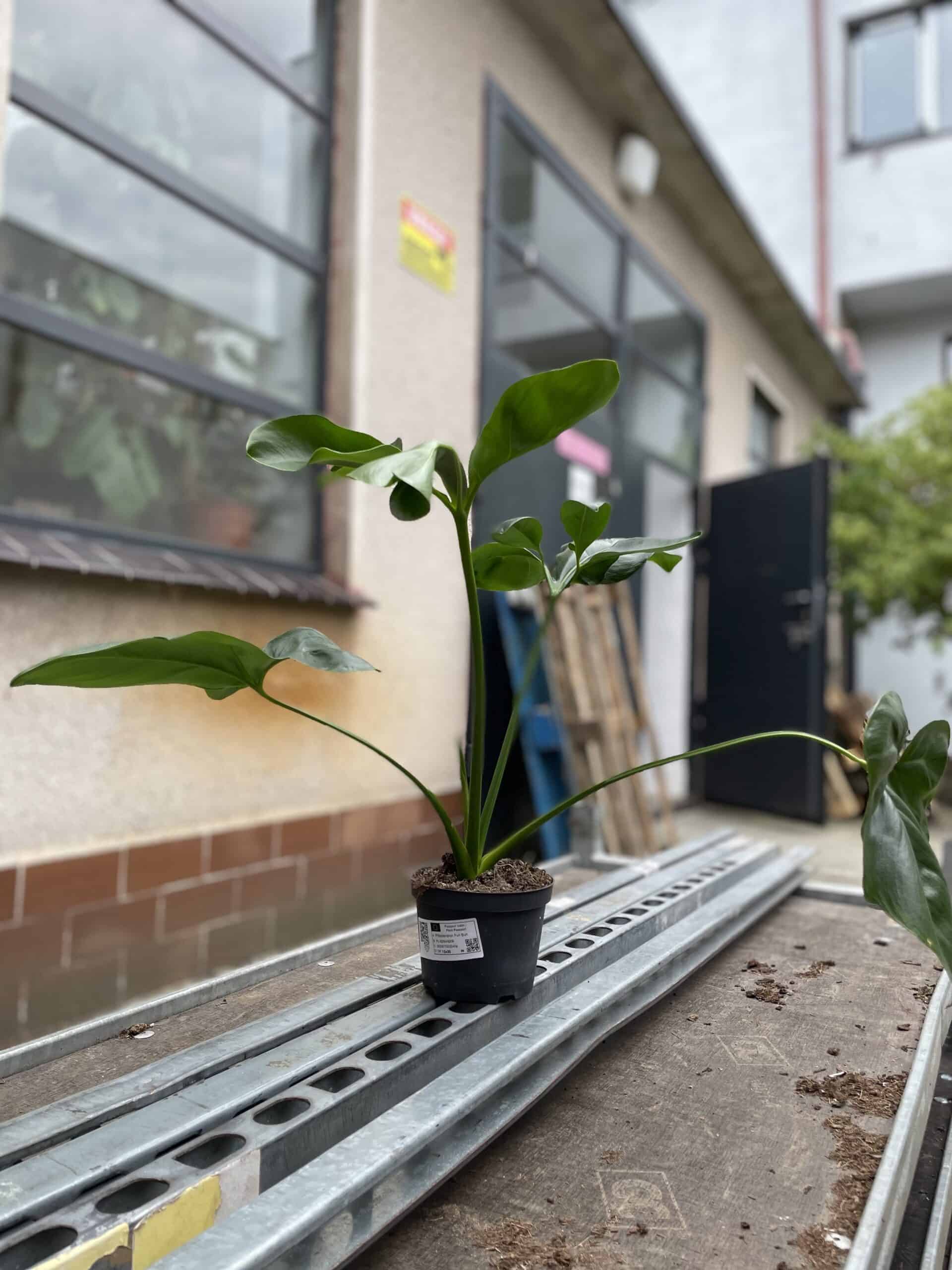 Philodendron Fun Bun (Thaumatophyllum spruceanum) - Jungle Boogie