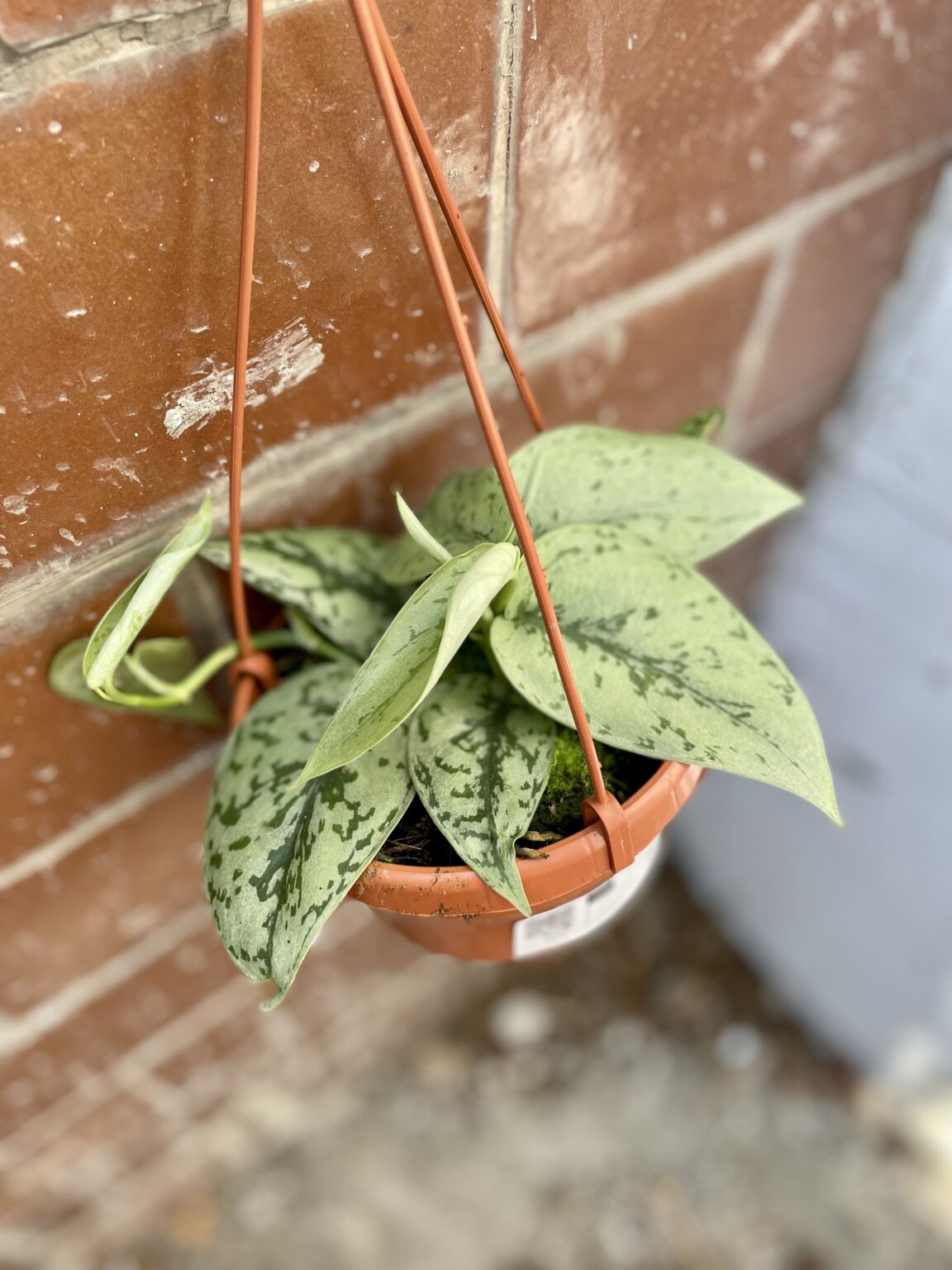 Scindapsus Silver Lady - Jungle Boogie