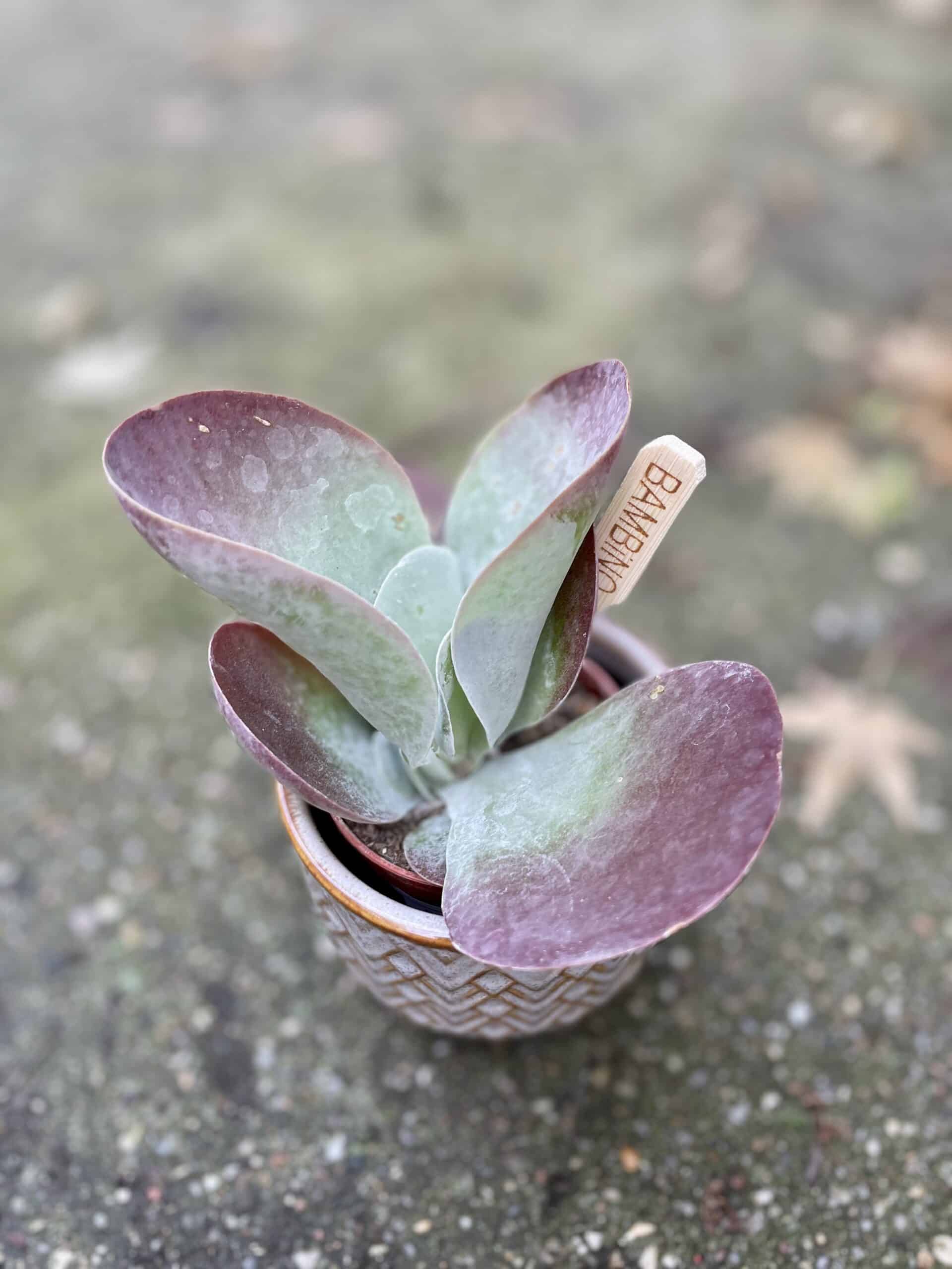 Kalanchoe thyrsiflora Red Lips - Jungle Boogie