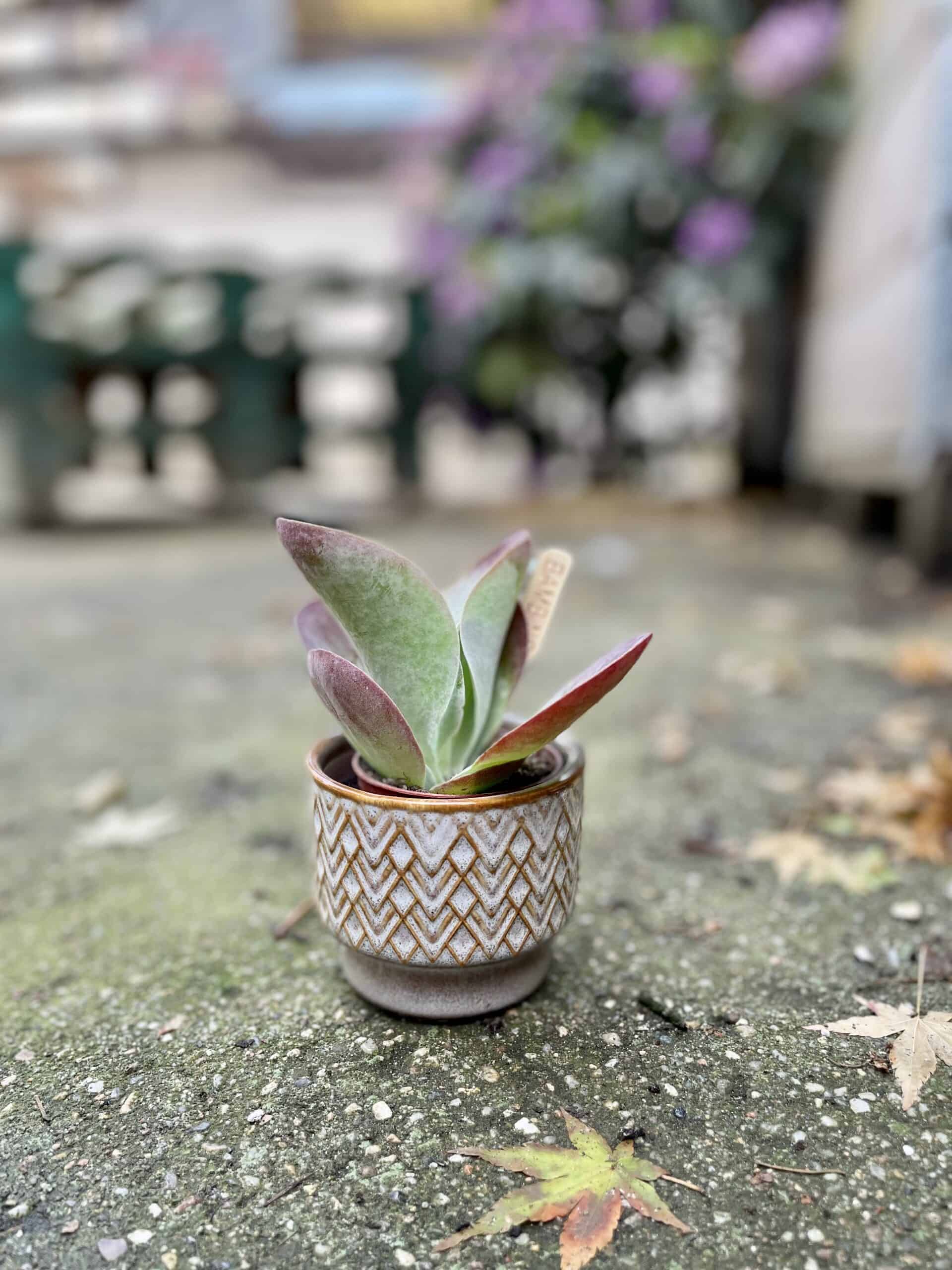 Kalanchoe thyrsiflora Red Lips - Jungle Boogie