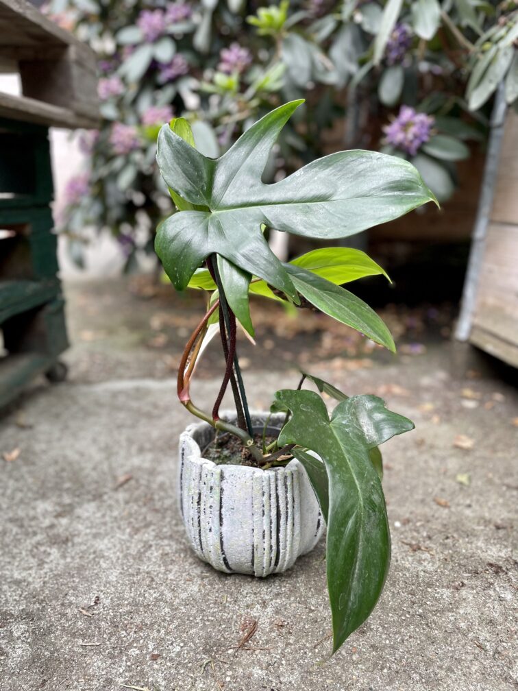 Philodendron Florida Green - Jungle Boogie